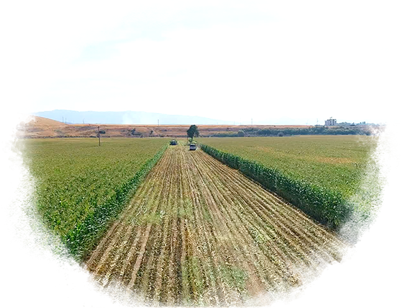 Yem Bitkileri ve Kaba Yem Üretimi | Sütaş